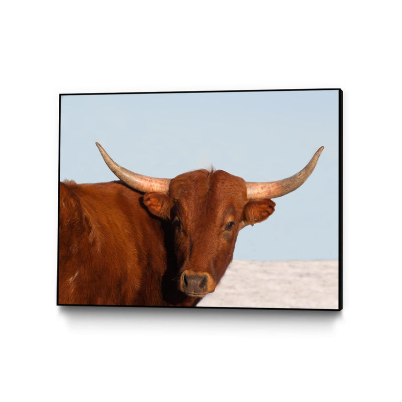 "Steer" Canvas Framed Black 24x18 Wall Art - The Brick